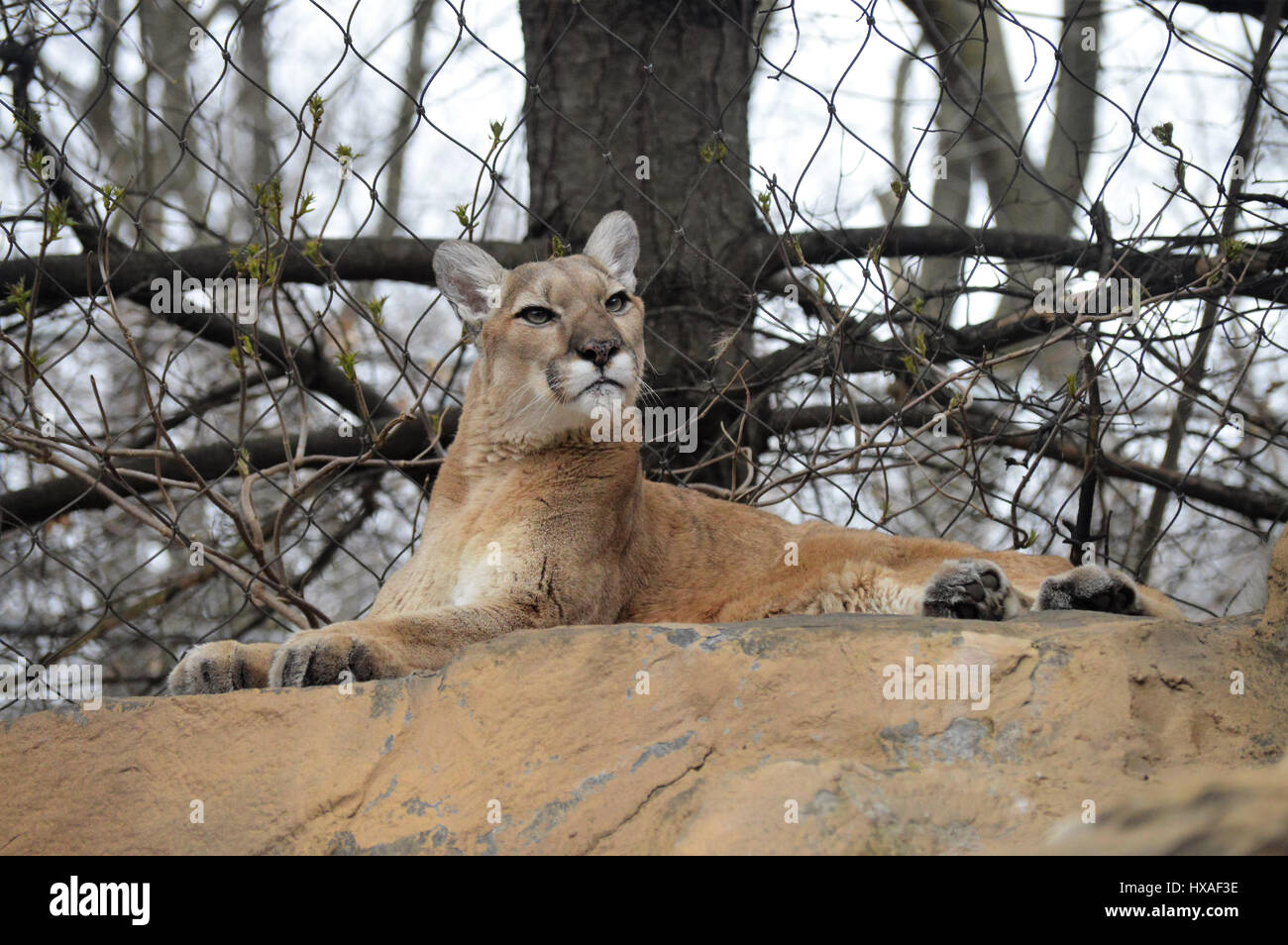 North american puma hi-res stock photography and images - Alamy