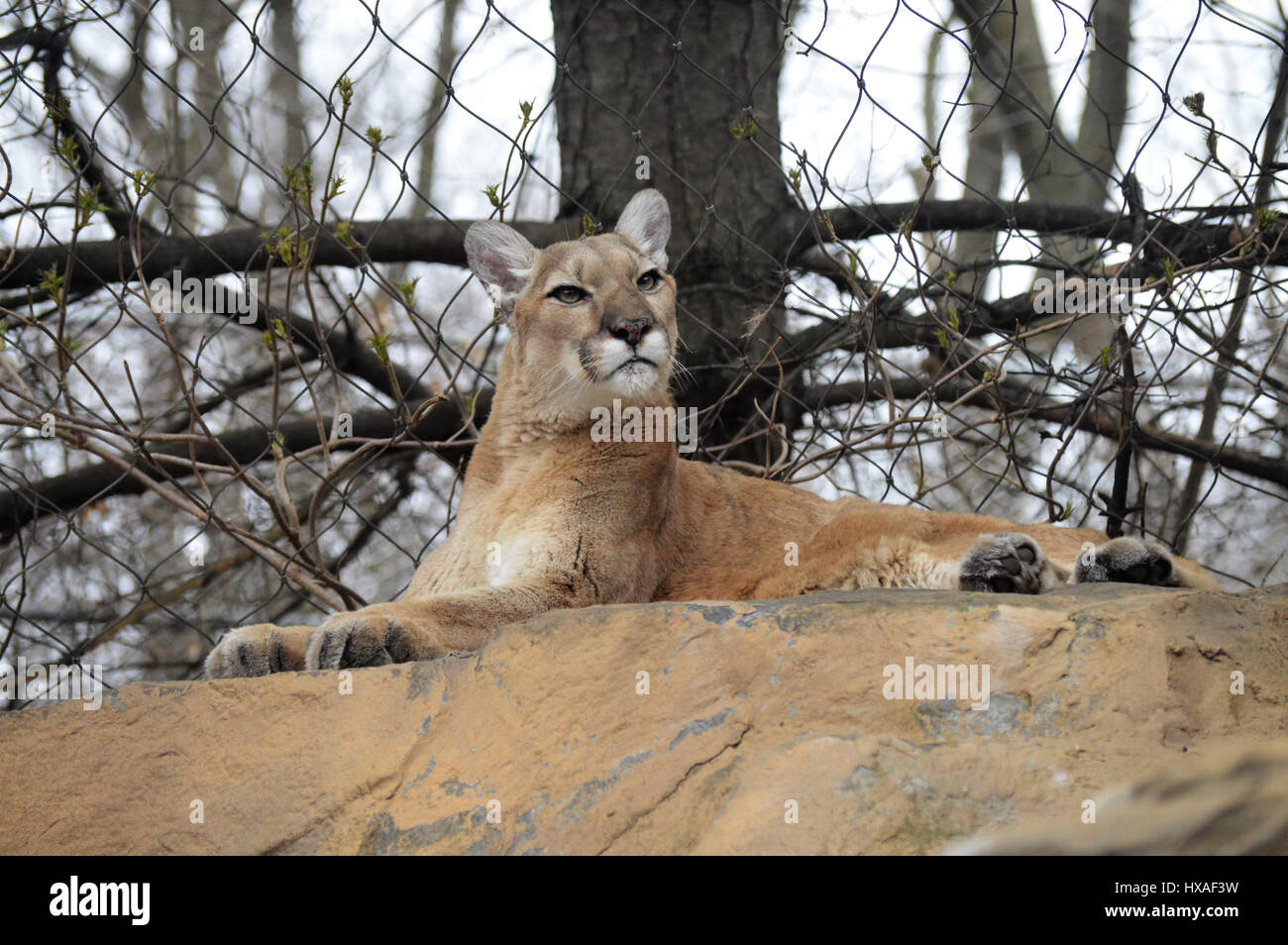 American puma hi-res stock photography and images - Alamy