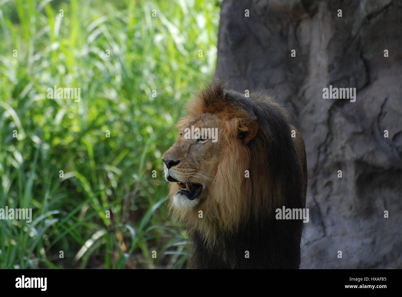 Beautiful lion with his head slightly turned Stock Photo - Alamy