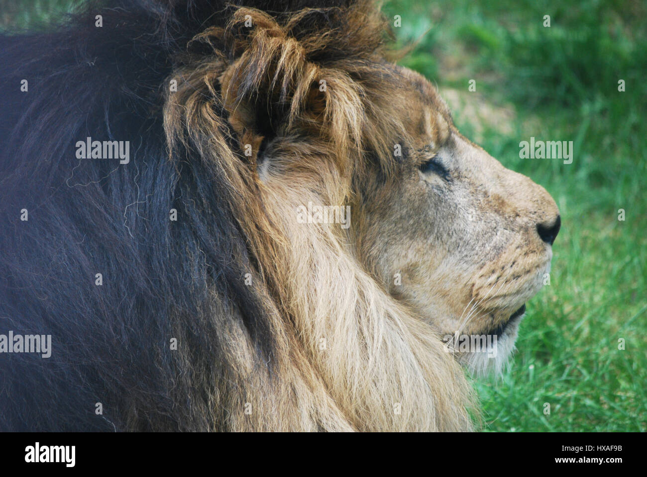 Male lion with a thick black fur mane sleeping Stock Photo - Alamy
