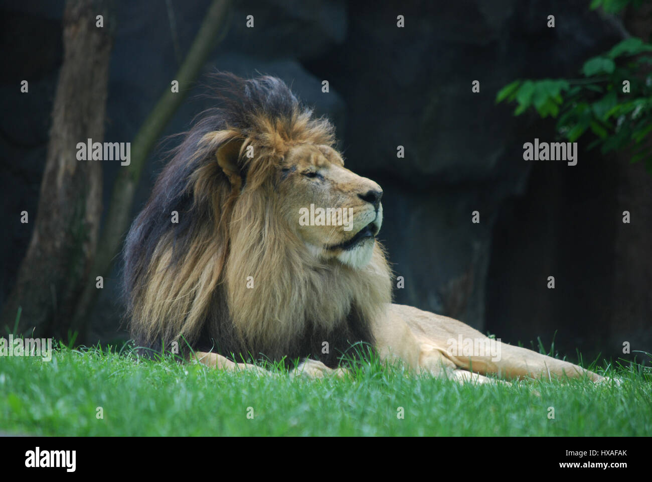 Male lions under tree hi-res stock photography and images - Alamy