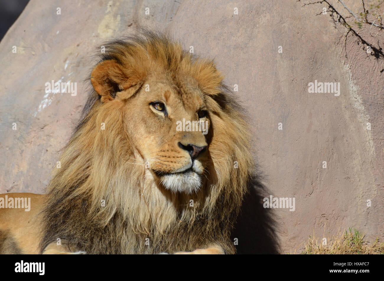 Gorgeous golden lion resting in the warm sunshine Stock Photo - Alamy