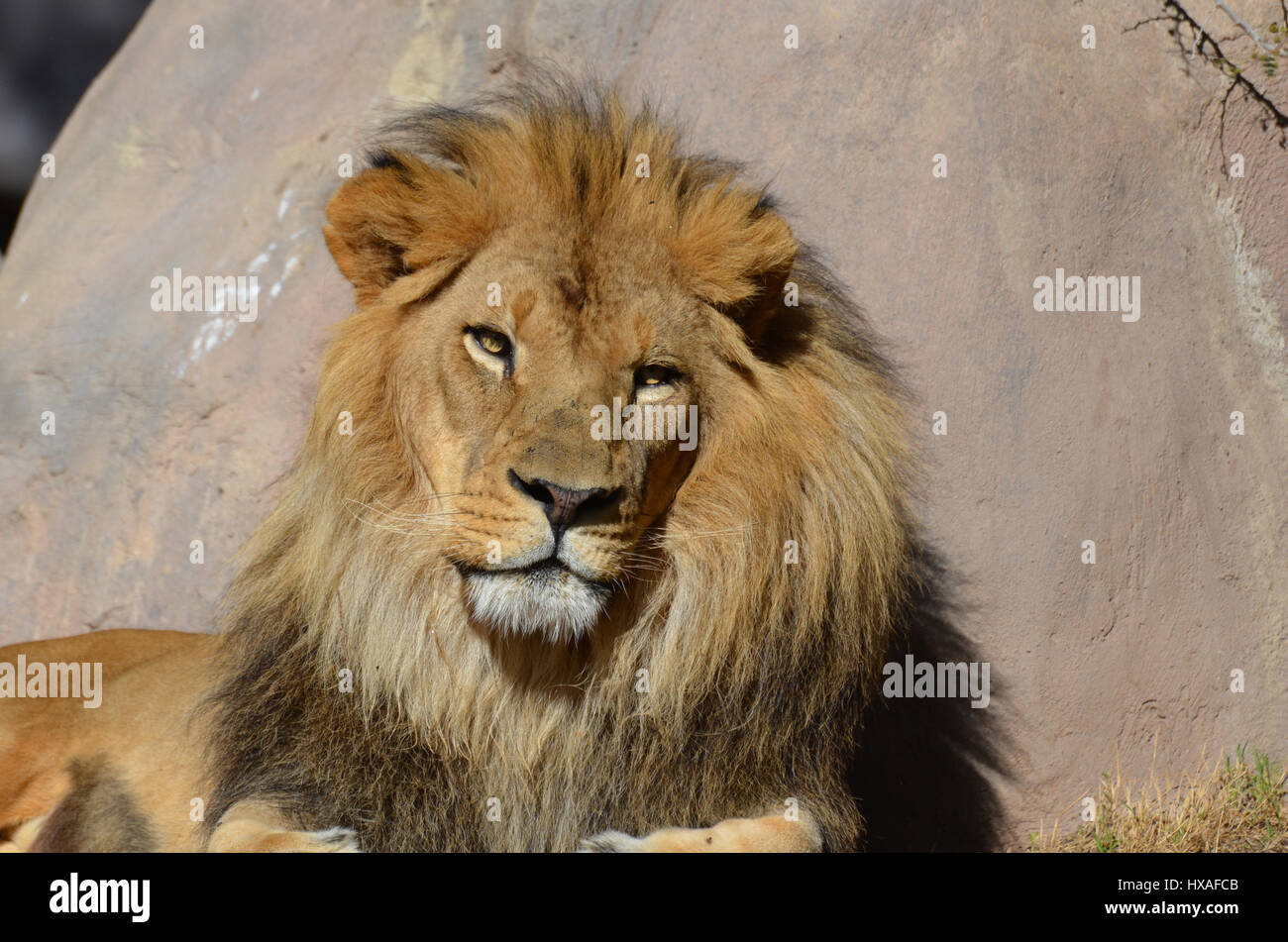 Gorgeous male african lion resting hi-res stock photography and images ...
