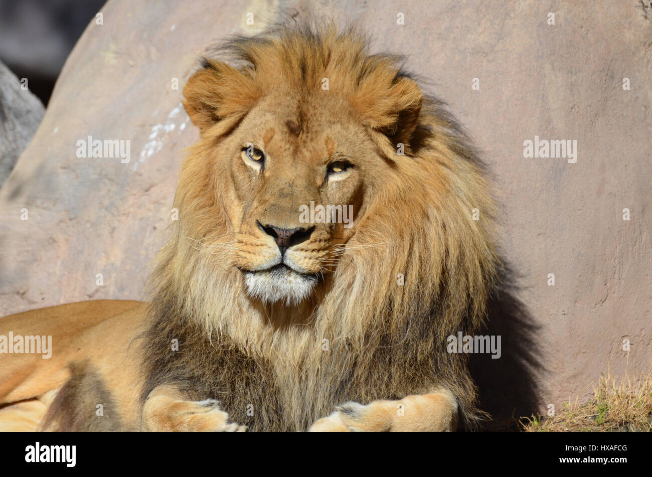 Gorgeous face of a male lion with a very thick fur mane Stock Photo - Alamy