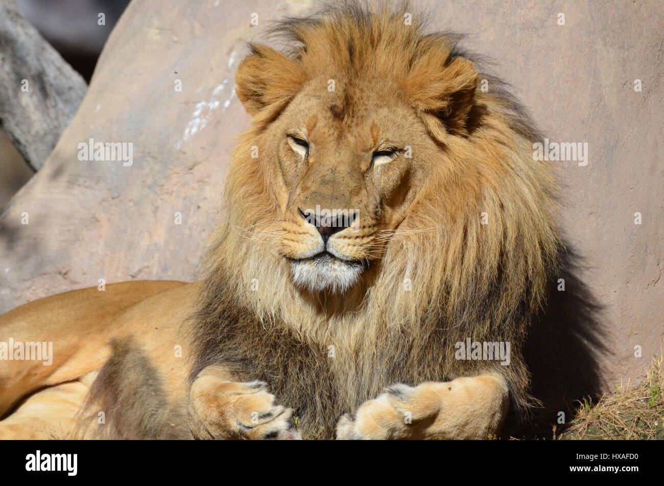 Male lion resting in the warm sunshine Stock Photo - Alamy