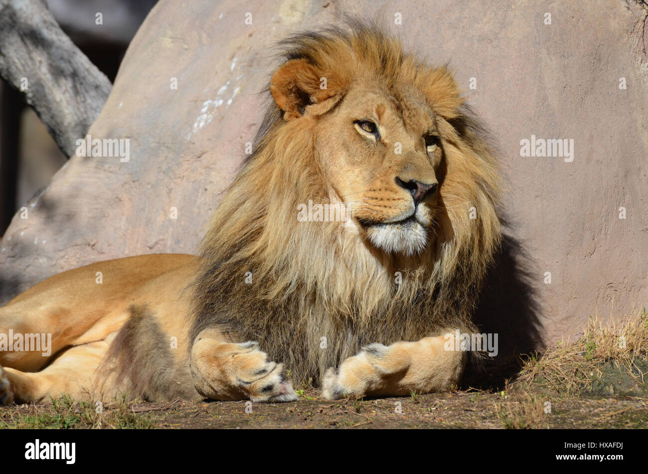 Gorgeous male african lion resting hi-res stock photography and images ...