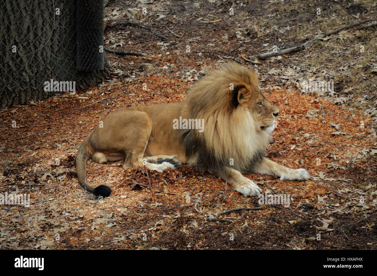 Lion head lying down hi-res stock photography and images - Alamy