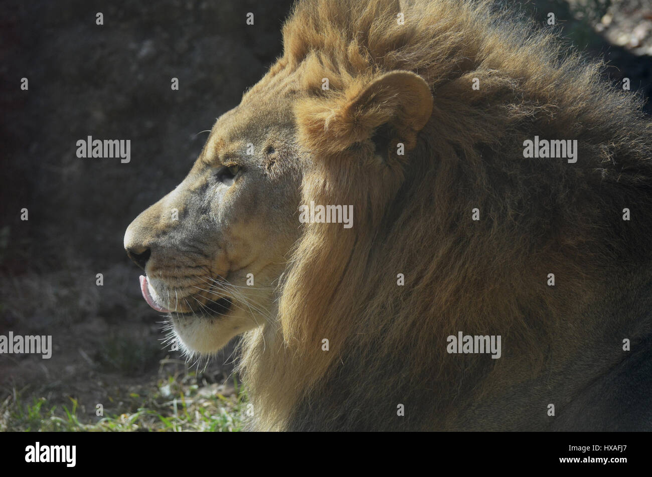 Beautiful male lion with his tongue peaking out Stock Photo - Alamy