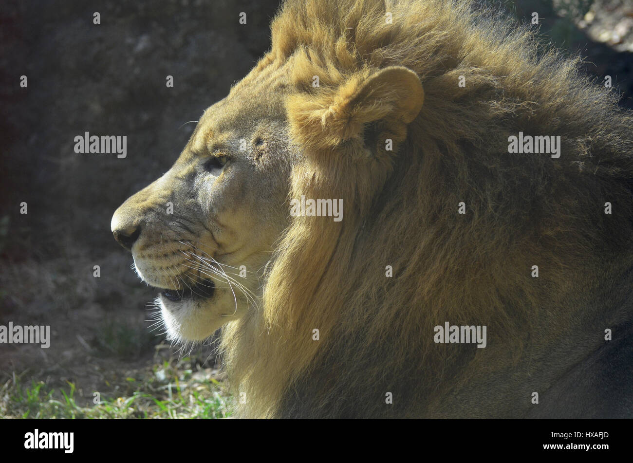 An up close look at the profile of a male lion Stock Photo - Alamy