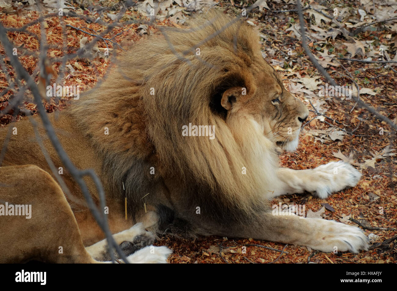 Lion head lying down hi-res stock photography and images - Alamy