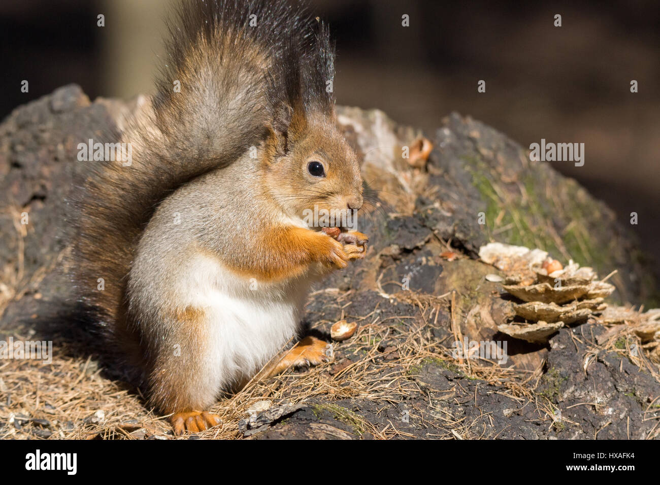 the photograph shows a squirrel on a tree Stock Photo - Alamy