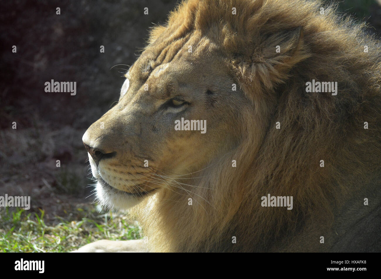 Beautiful relaxing African lion on a warm summer day Stock Photo - Alamy