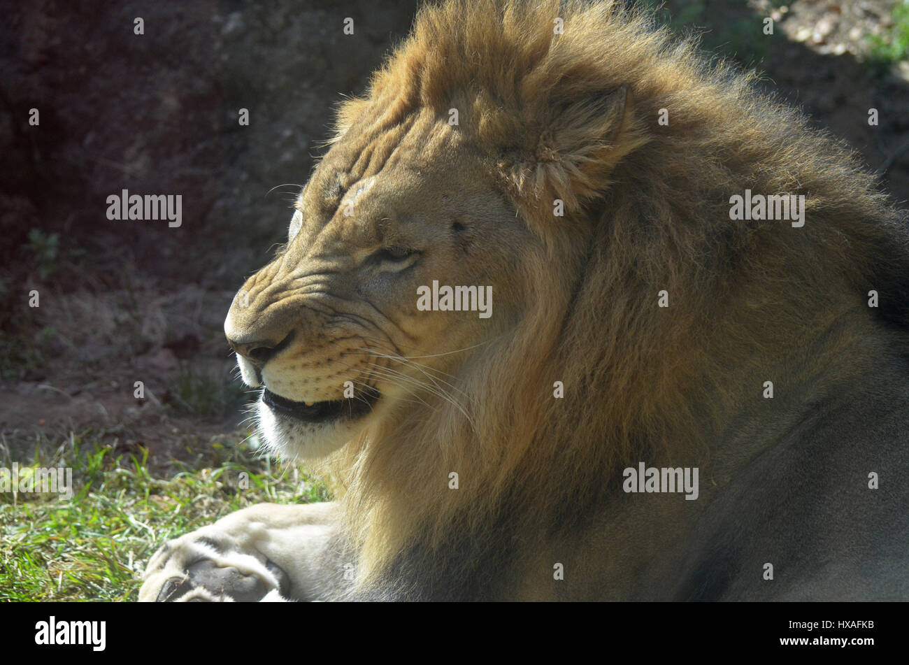 Snarling and growling lion laying down Stock Photo - Alamy