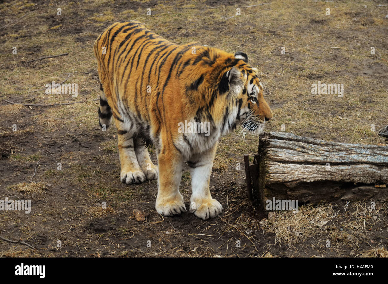 Tiger orange hi-res stock photography and images - Alamy