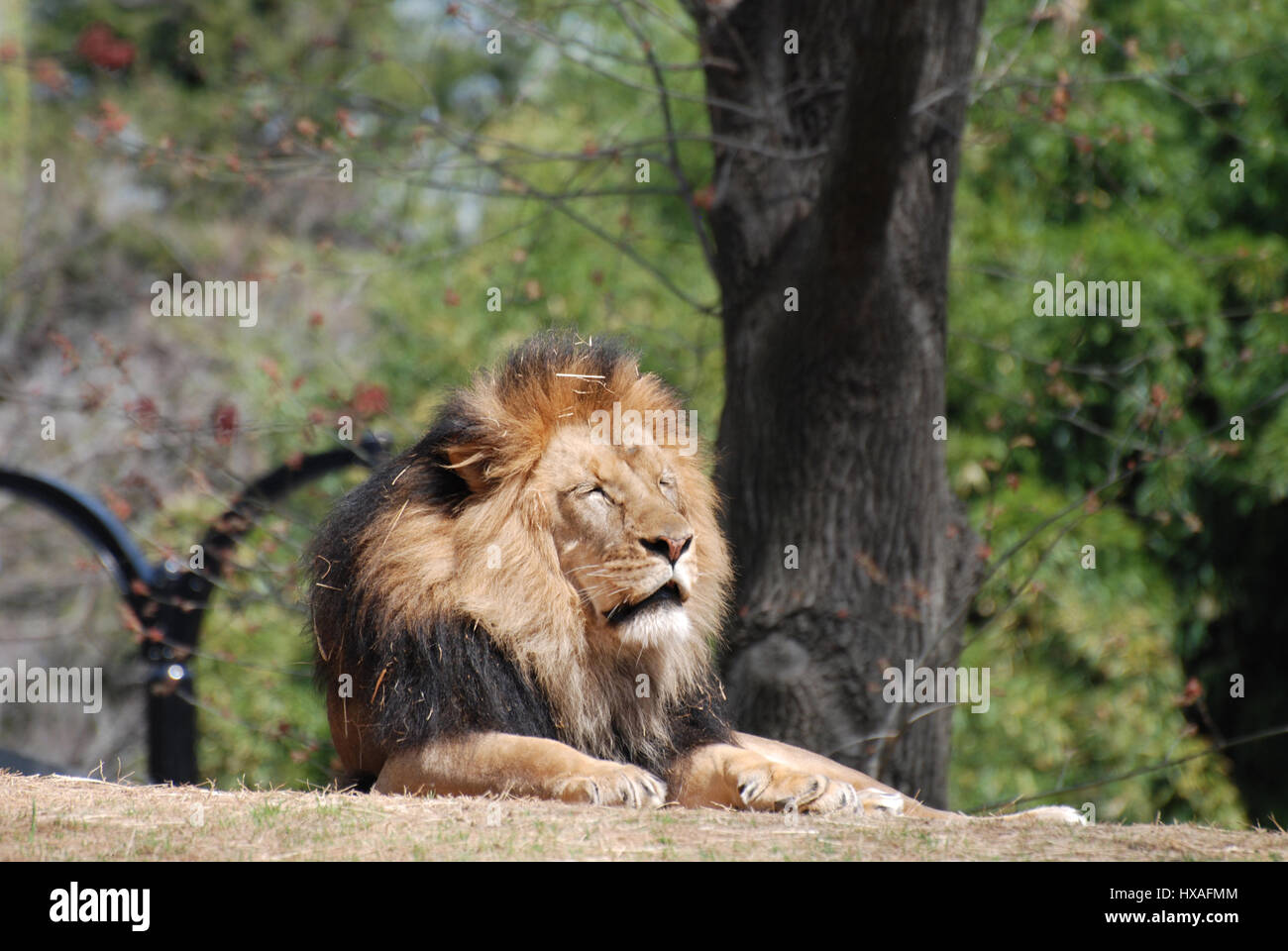 Lion sleeping under tree hi-res stock photography and images - Alamy