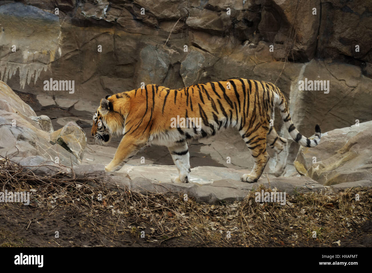 Tiger orange hi-res stock photography and images - Alamy