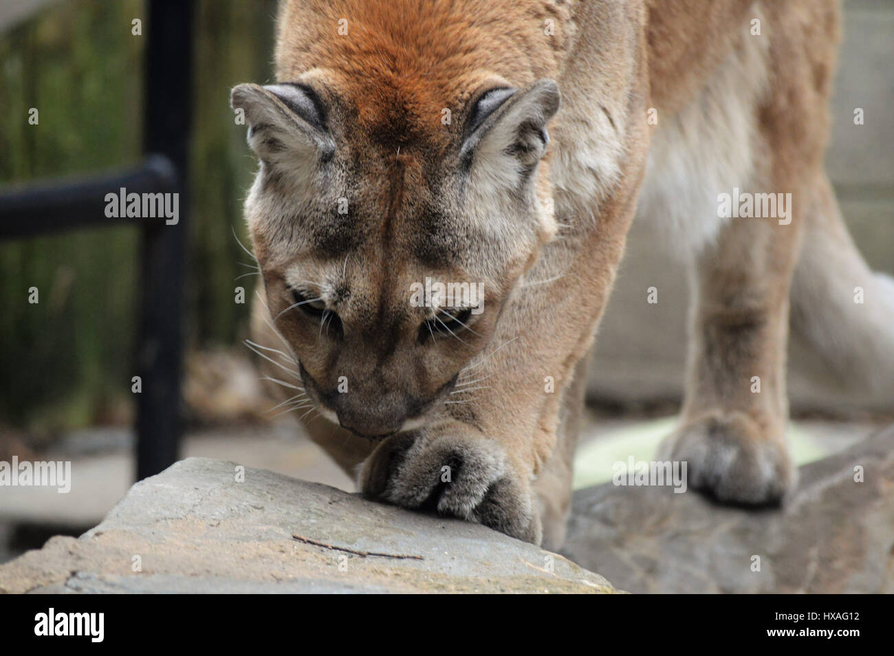 Puma mountain lion cougar hi-res stock photography and images - Alamy