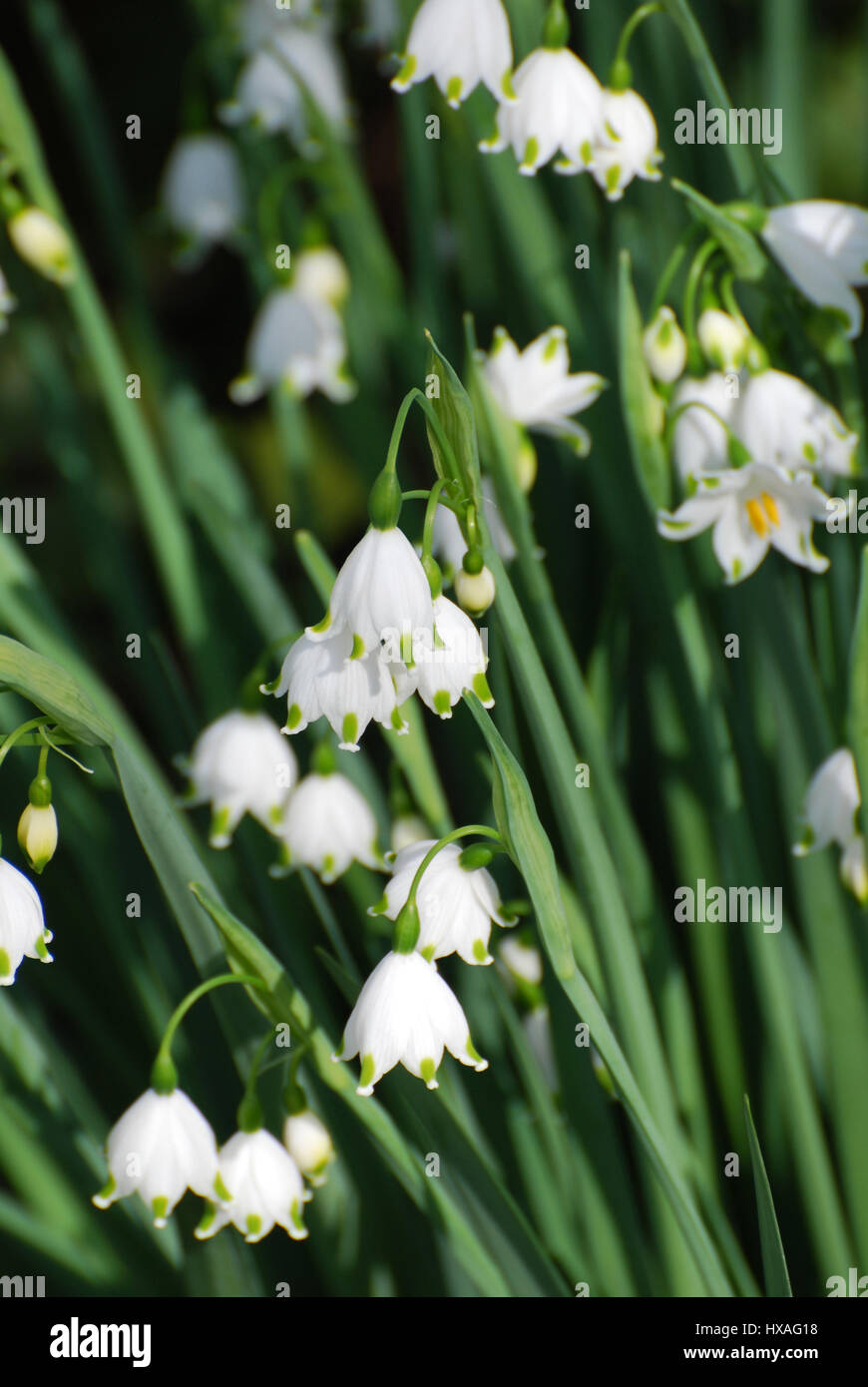 Very pretty white snow drop lilies blooming in nature Stock Photo - Alamy