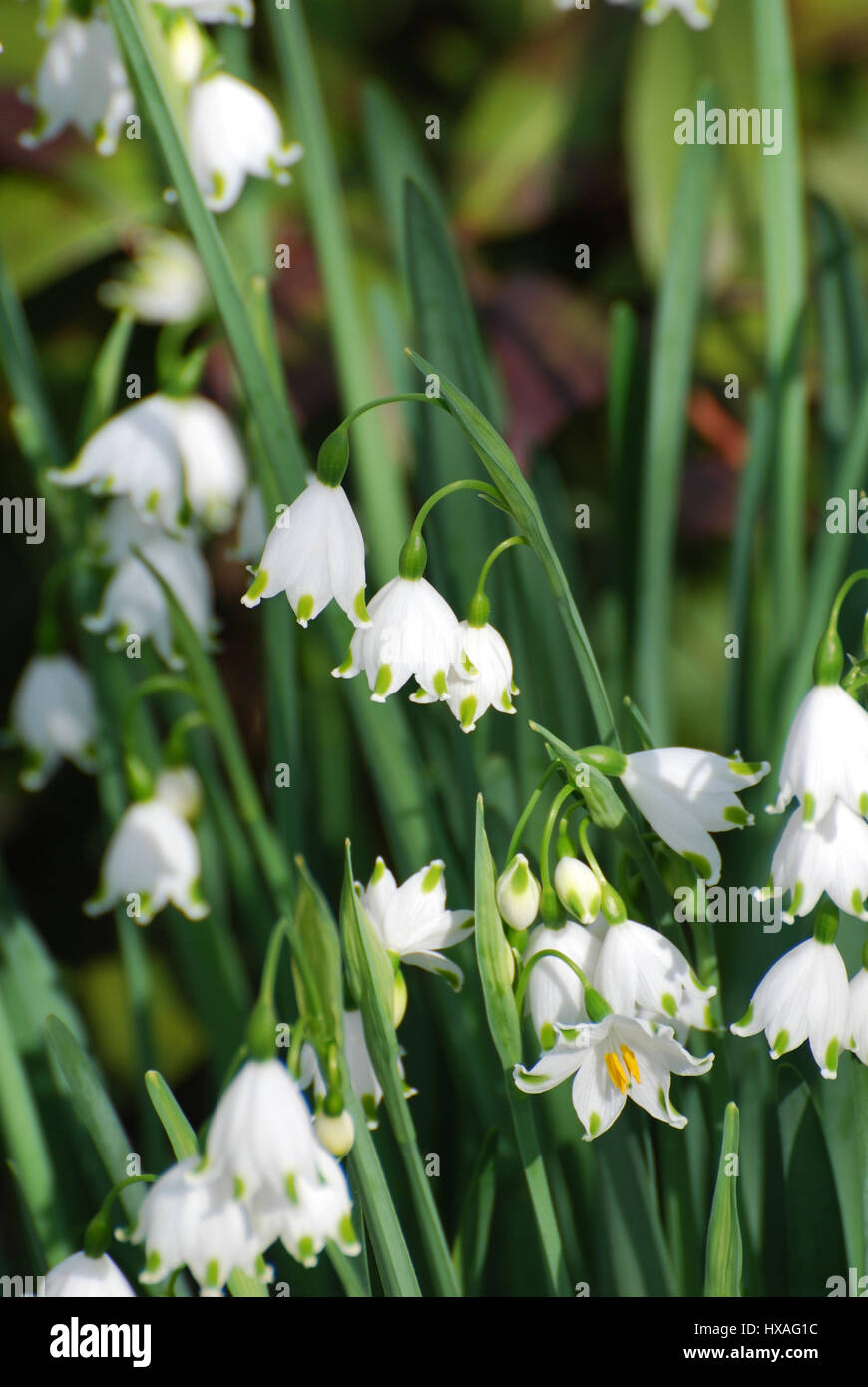 Snow drop lily hi-res stock photography and images - Alamy