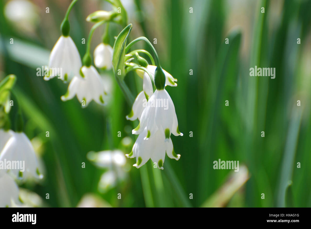 Amazing snow drop lily growing in the wild Stock Photo - Alamy