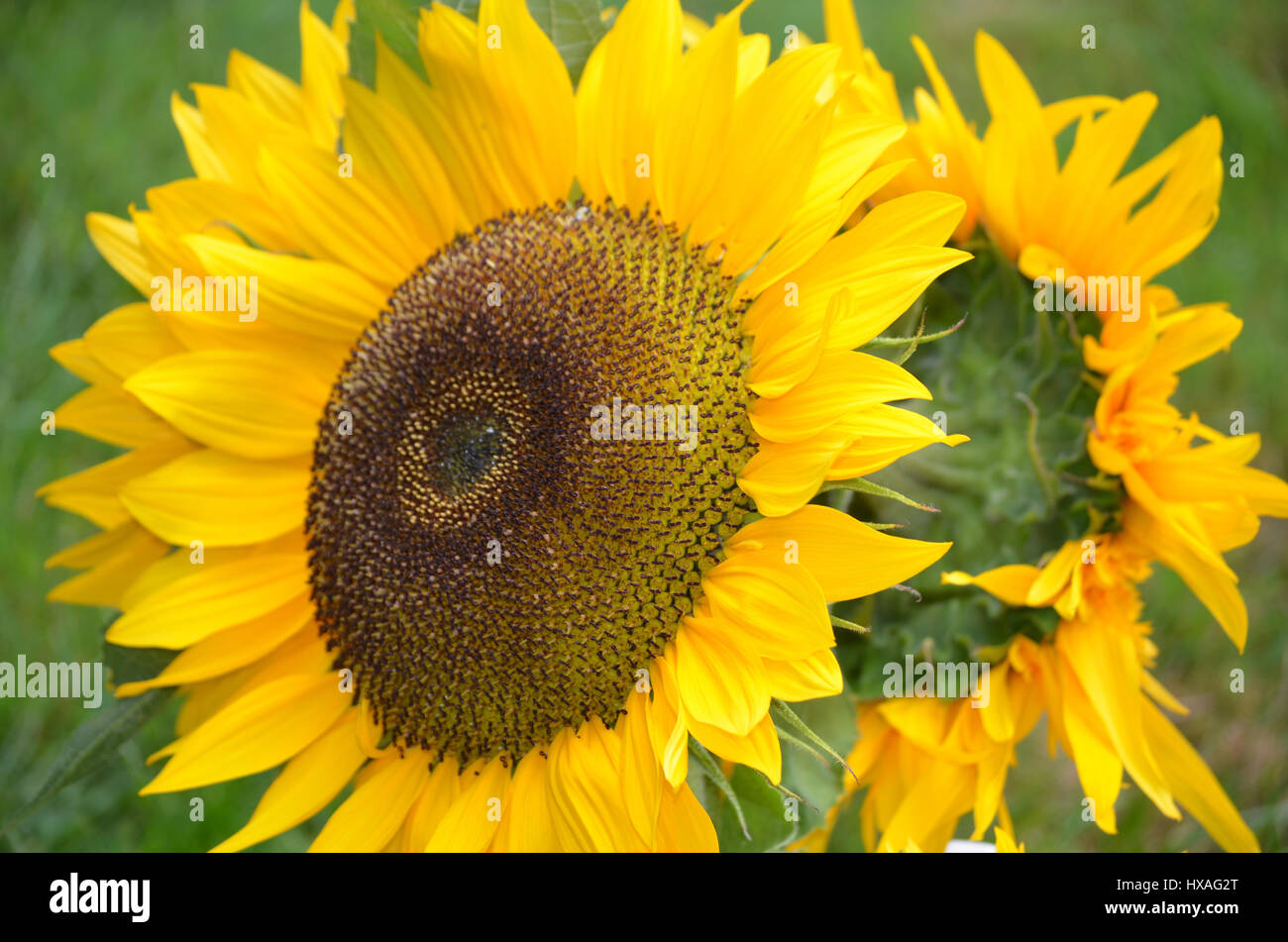 Cluster of sunflowers hi-res stock photography and images - Alamy