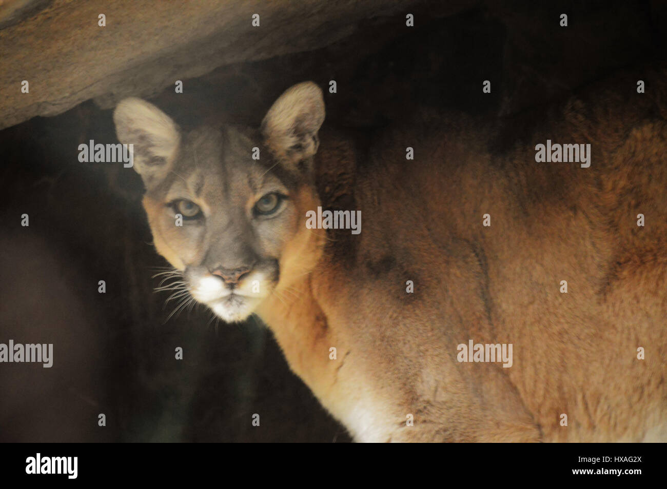 Puma face wildlife hi-res stock photography and images - Alamy