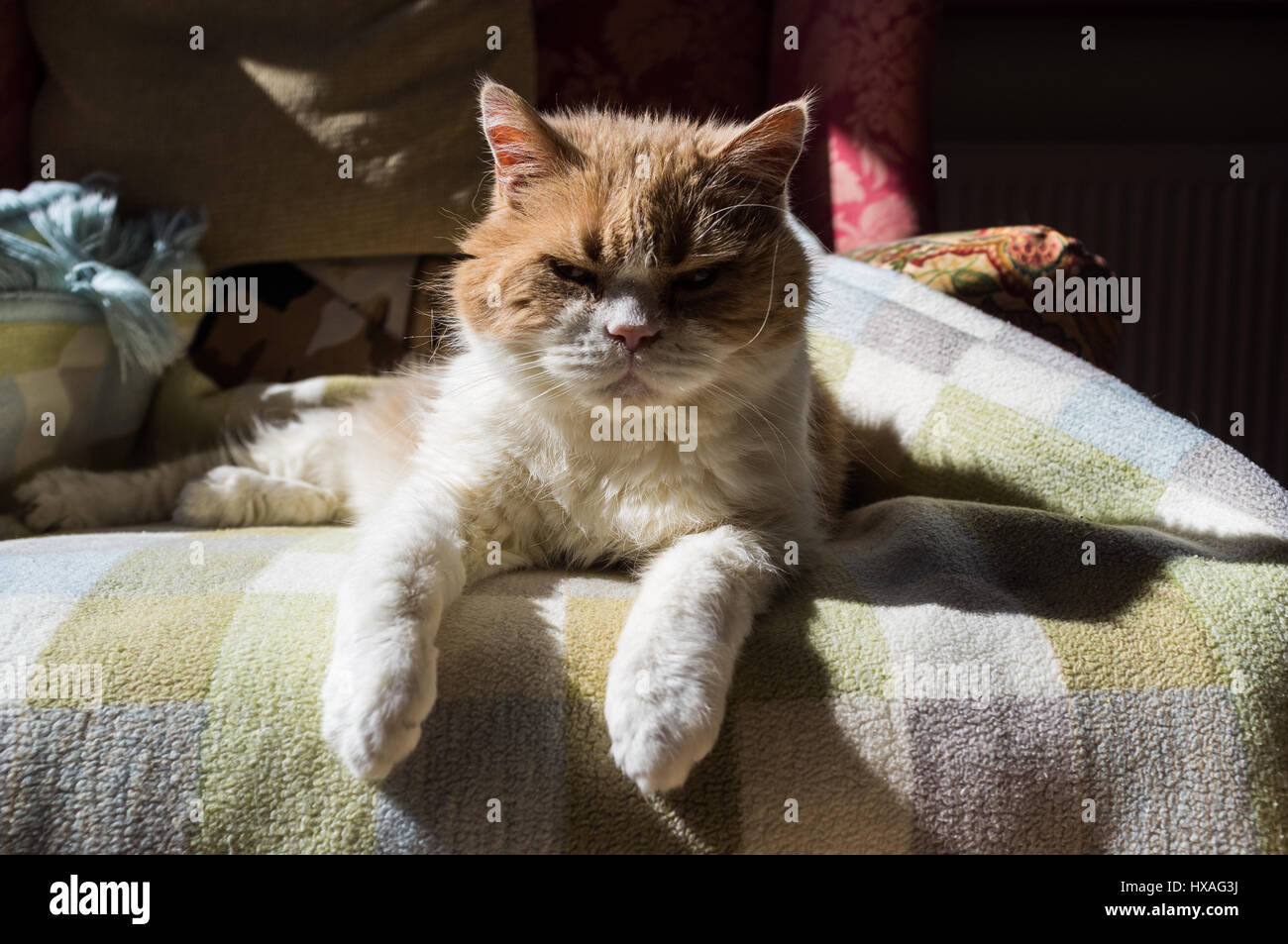 A British shorthair cream and white cat wakes ups with a grumpy look ...