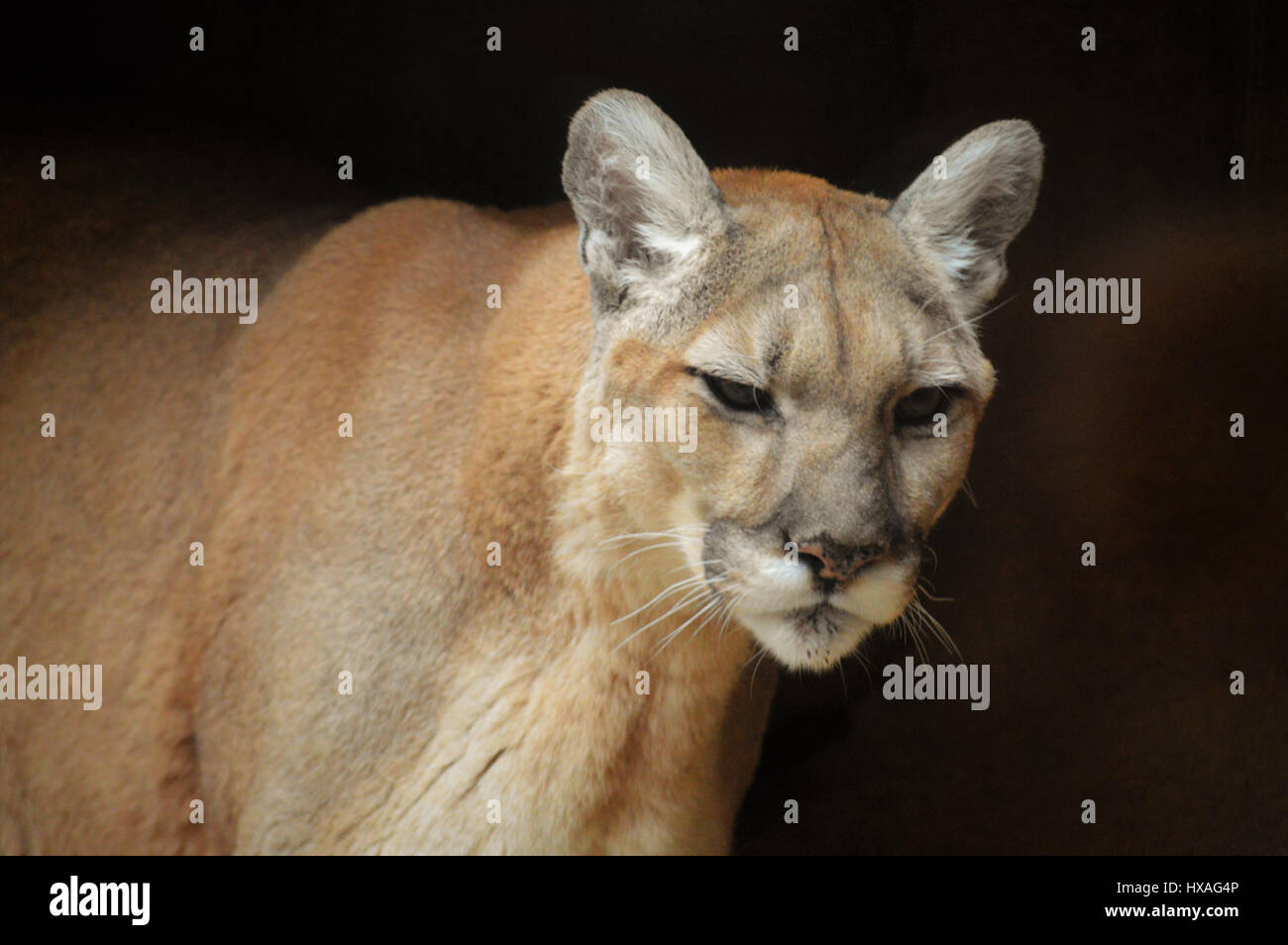 Puma face wildlife hi-res stock photography and images - Alamy