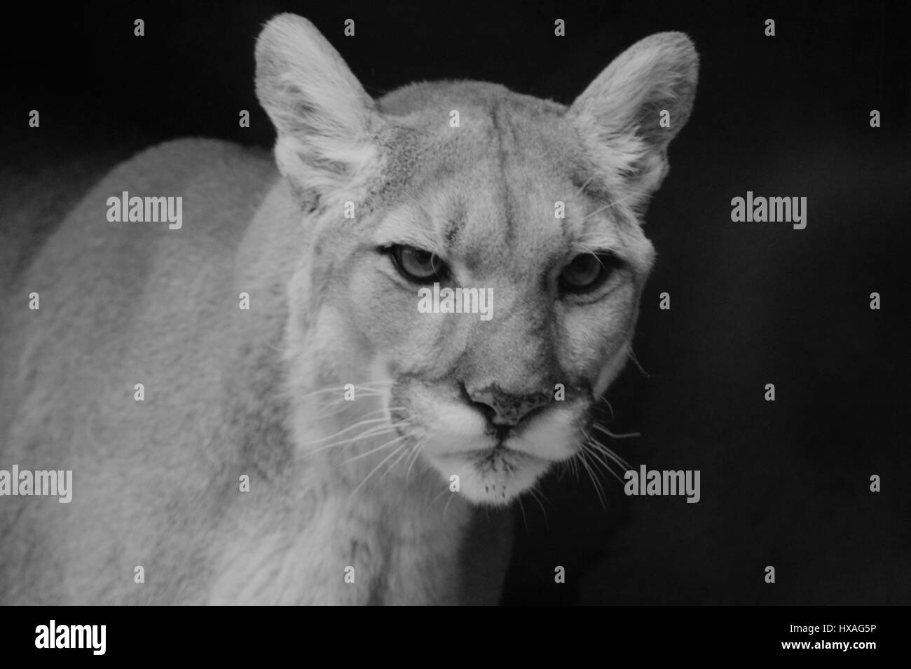 Puma face wildlife hi-res stock photography and images - Alamy