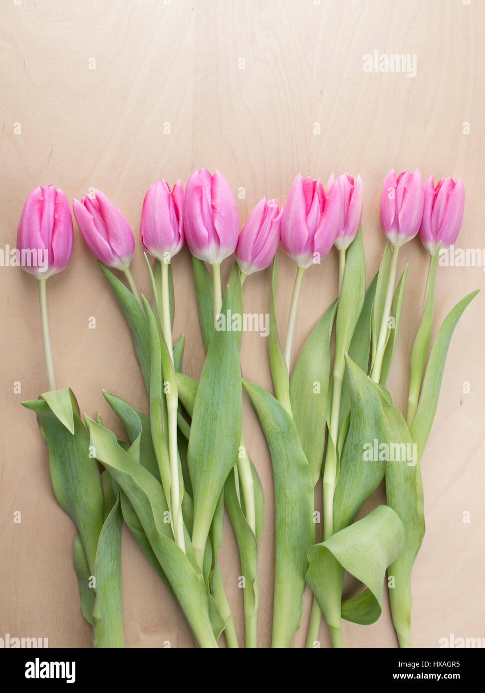 Beautiful spring flowers Stock Photo - Alamy