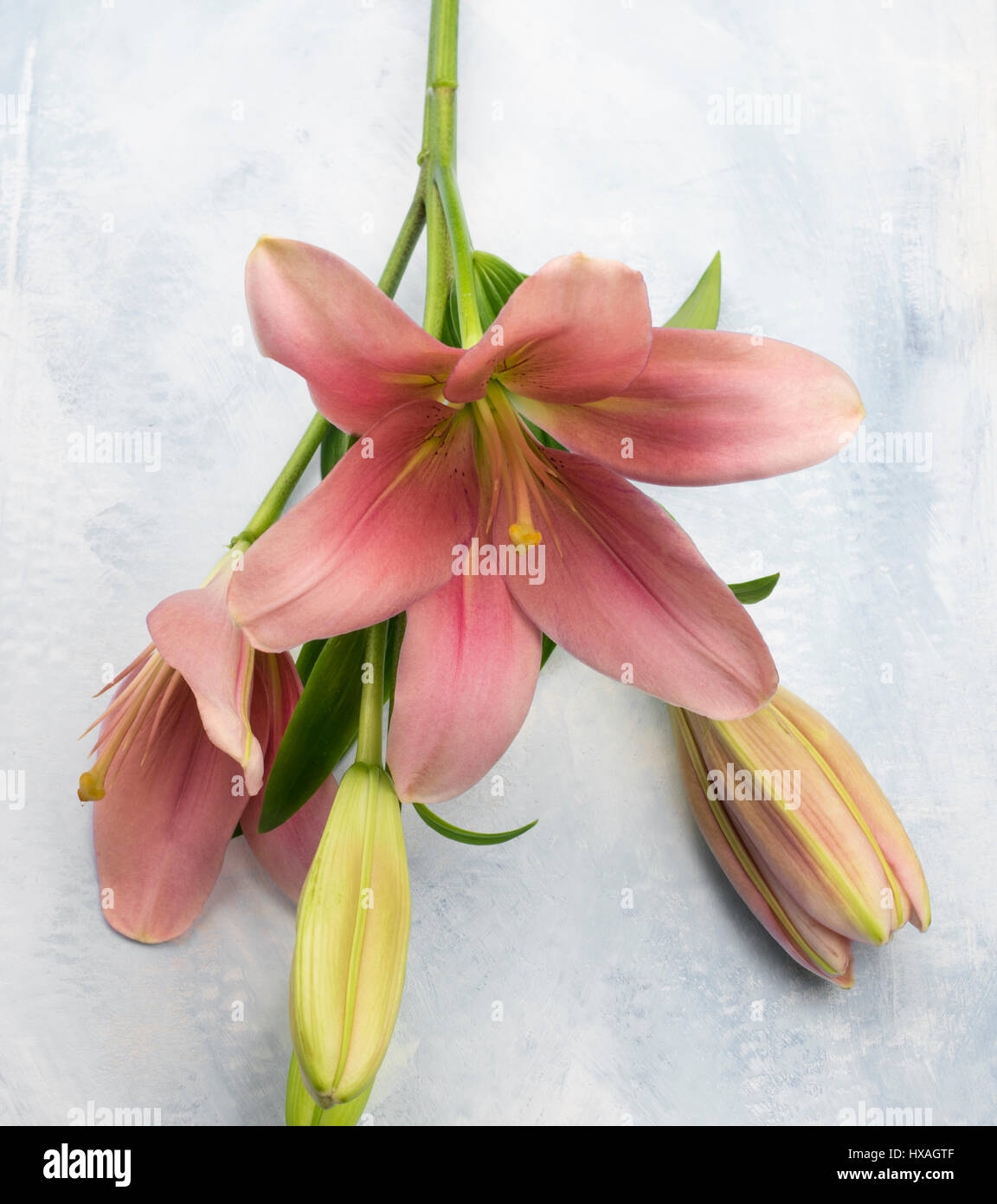 Beautiful spring flowers Stock Photo - Alamy