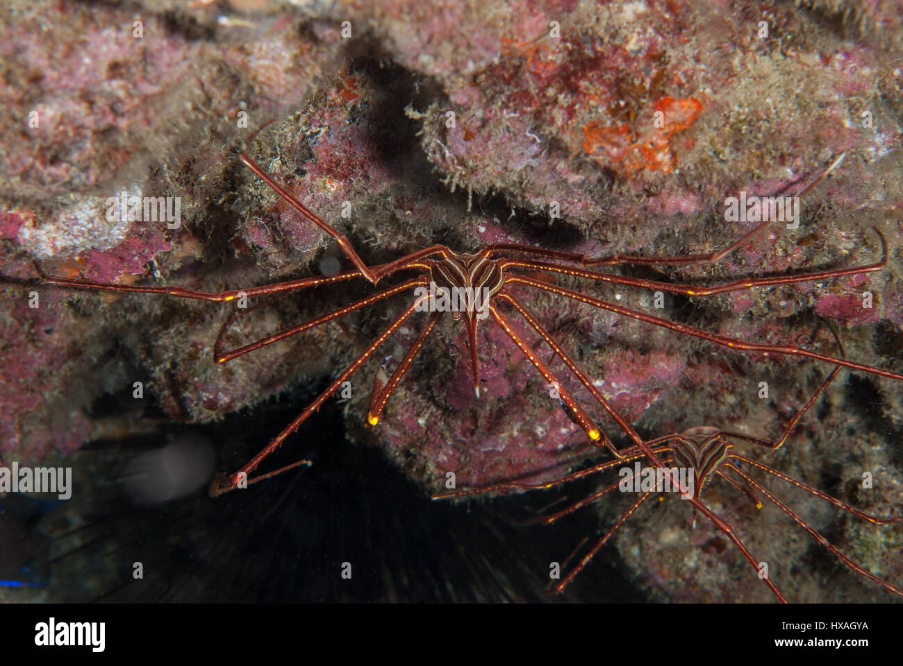 Eastern Atlantic Arrow Crab, Stenorhynchus lanceolatus, Inachidae ...