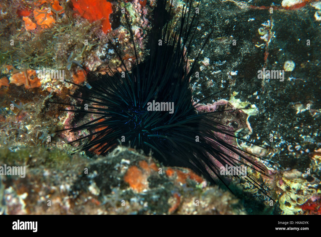 Sea urchin, Diadema antillarum, Diadematidae, Tenerife, Canarian ...