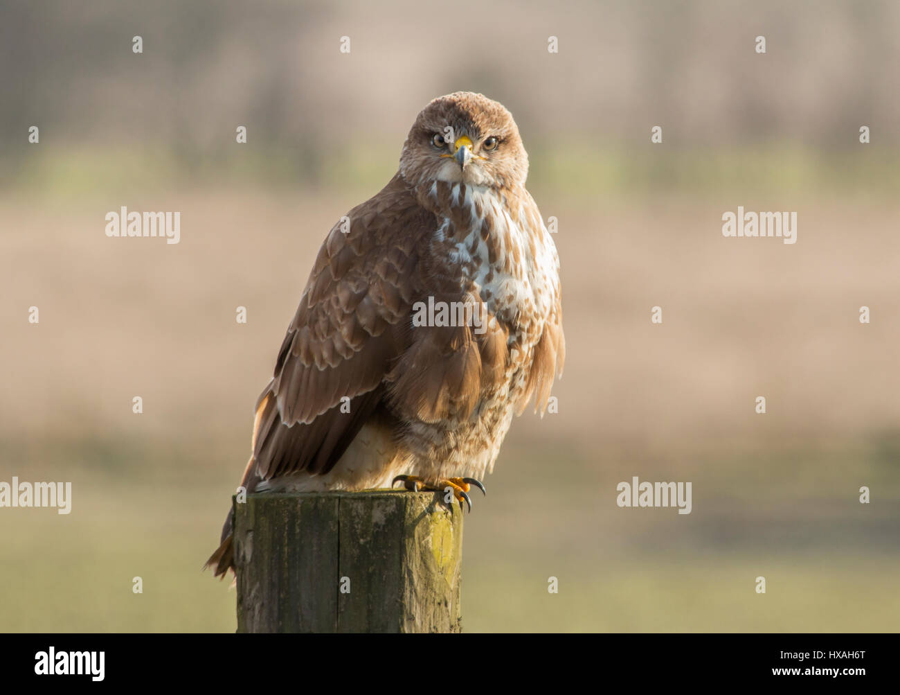 Common buzzard buteo hawk raptor bird of prey glasgow scotland hi-res ...