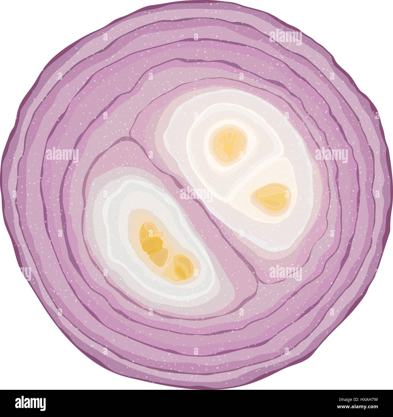 Sliced onion isolated on Stock Vector Images - Alamy