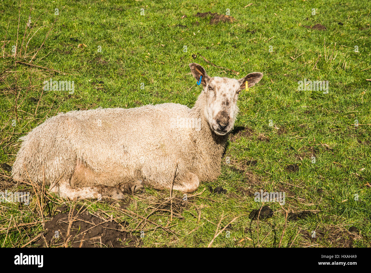 wool in the fields Ray Boswell Stock Photo - Alamy