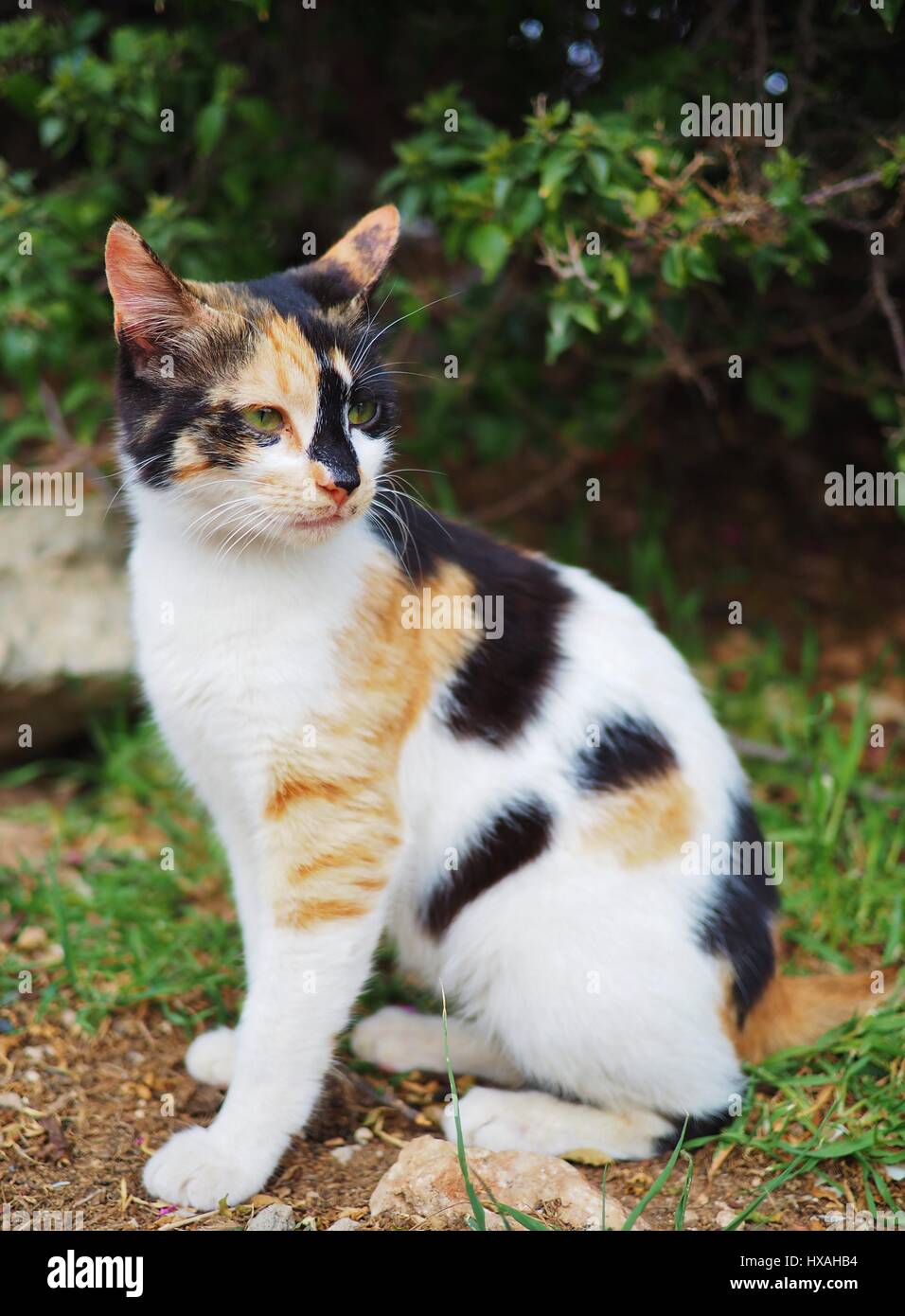 Calico Cat - Wildlife Stock Photo - Alamy