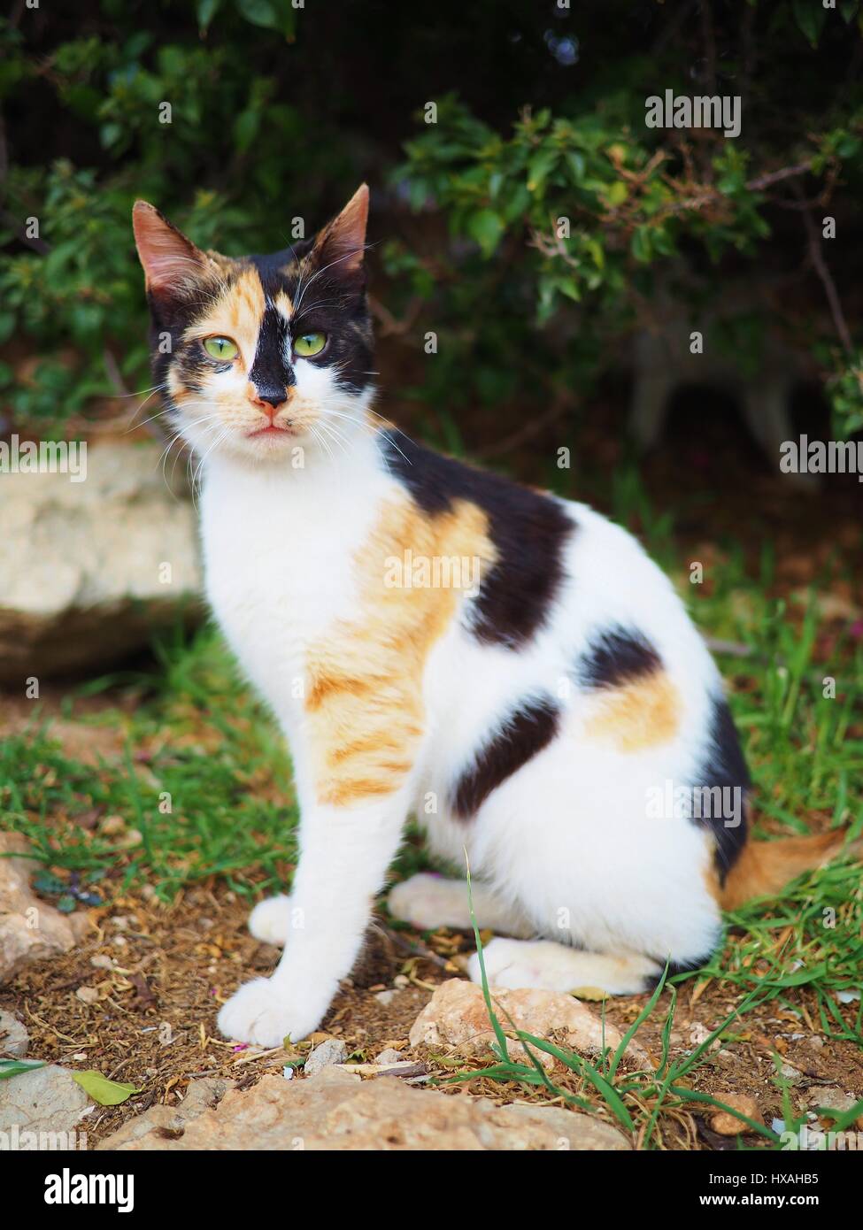 Beautiful calico street cat hi-res stock photography and images - Alamy