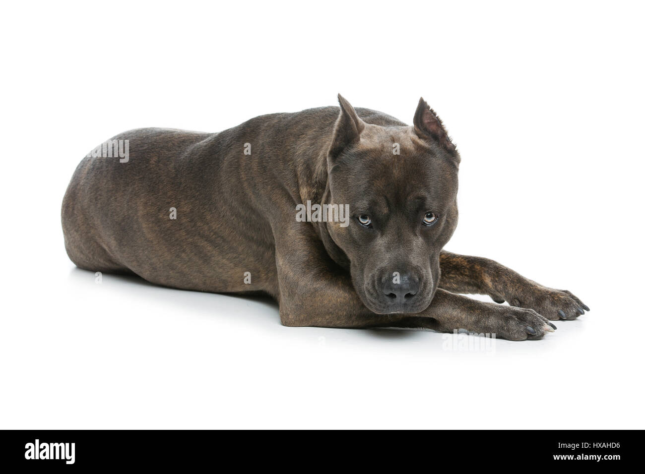 Beautiful american staffordshire terrier dog. Tiger blue color male pet ...