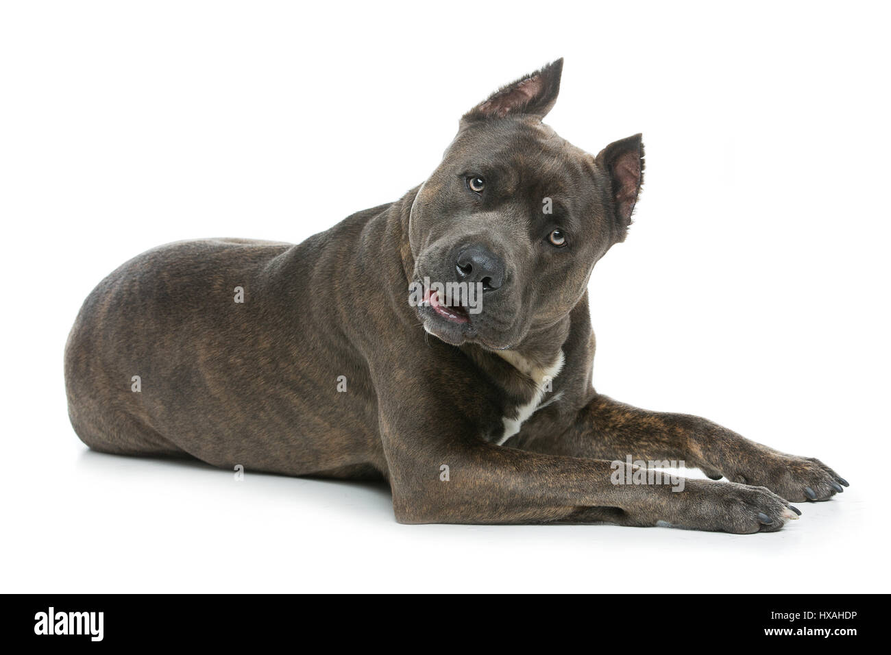 Beautiful american staffordshire terrier dog. Tiger blue color male pet ...