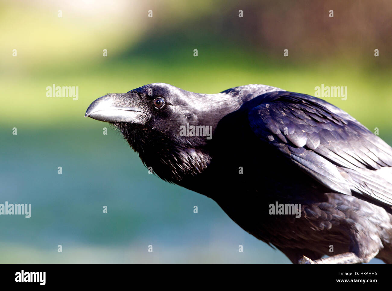 Corax corvus hi-res stock photography and images - Alamy