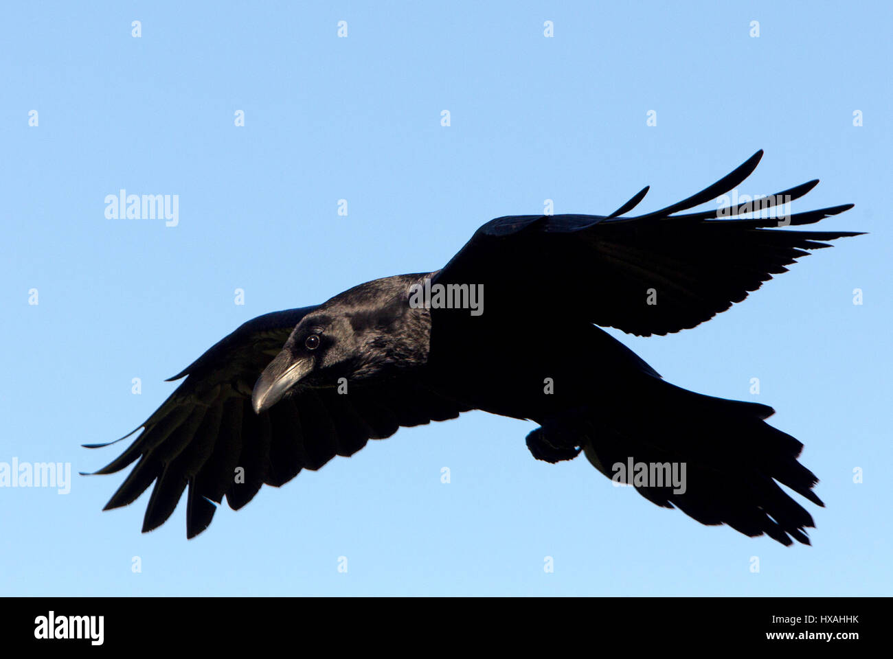 Corax corvus hi-res stock photography and images - Alamy