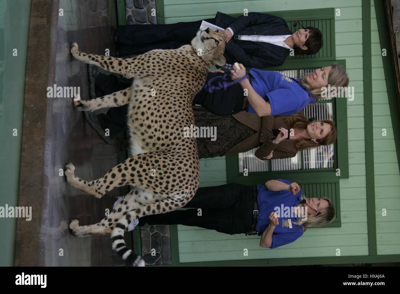 Cheetah san hi-res stock photography and images - Alamy
