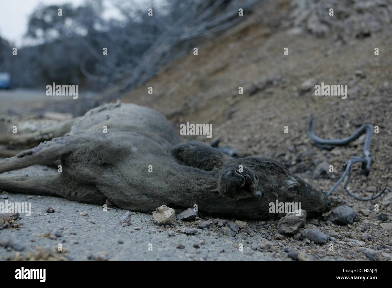 Animal category hi-res stock photography and images - Alamy