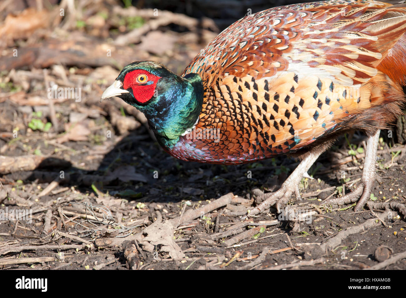 Pheasants flying uk hi-res stock photography and images - Alamy