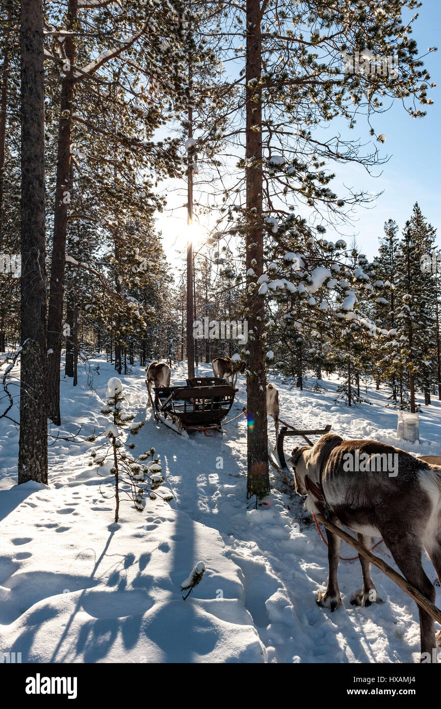 Snow Scene, Finland Stock Photo - Alamy