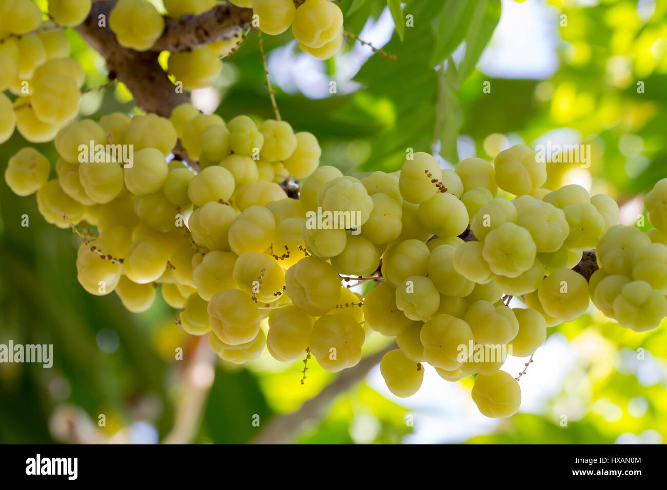 Star Gooseberry Fruit