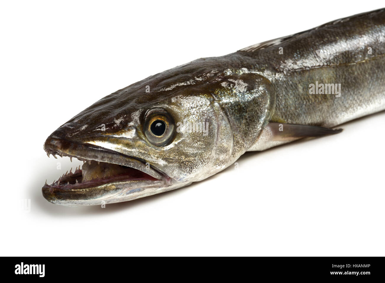 Hake fish sea hi-res stock photography and images - Alamy
