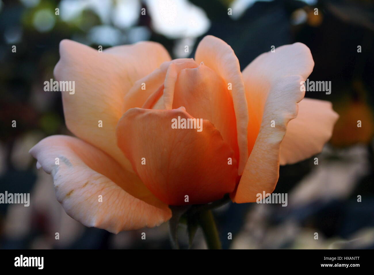 Just joey roses hi-res stock photography and images - Alamy