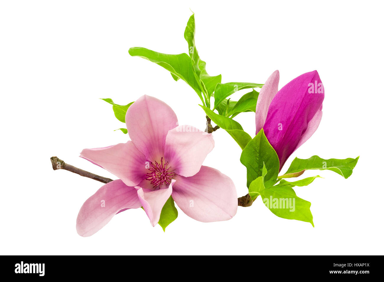 beautiful magnolia isolated on white background Stock Photo - Alamy
